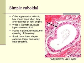 Identifying Epithelium | PPT