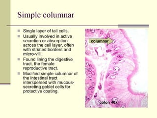 Identifying Epithelium | PPT
