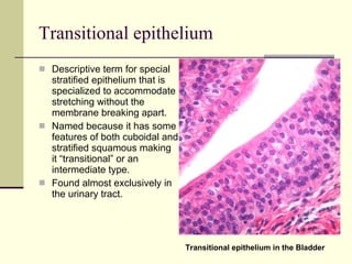 Identifying Epithelium | PPT