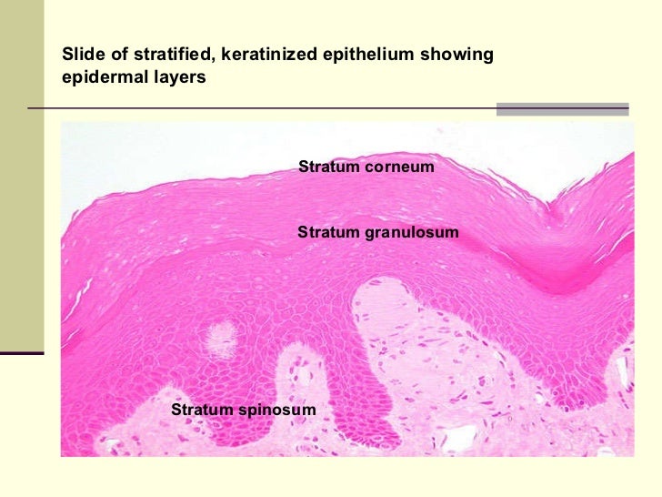 Identifying Epithelium