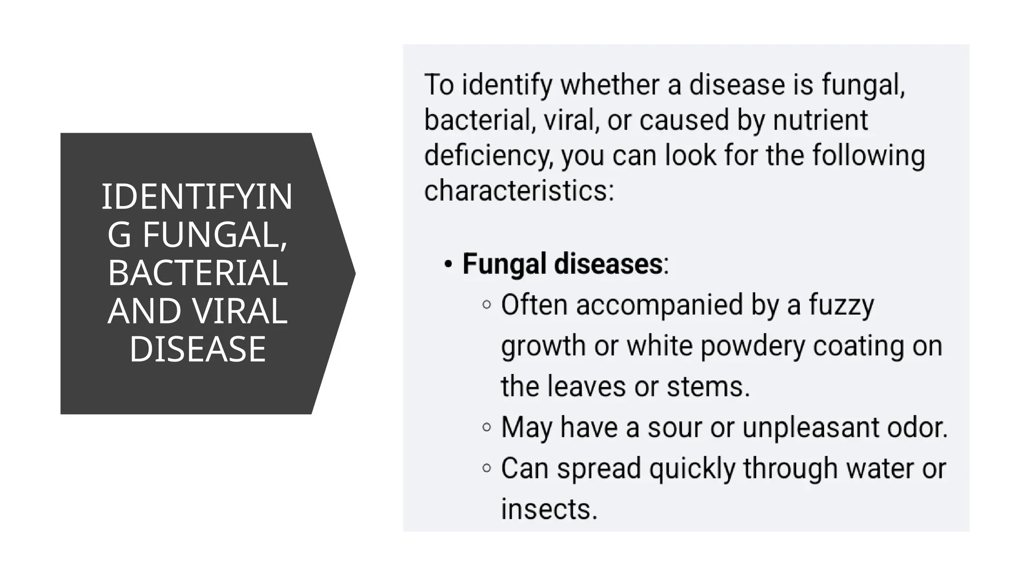 IDENTIFYING FUNGAL, BACTERIAL AND VIRAL DISEASE.pptx