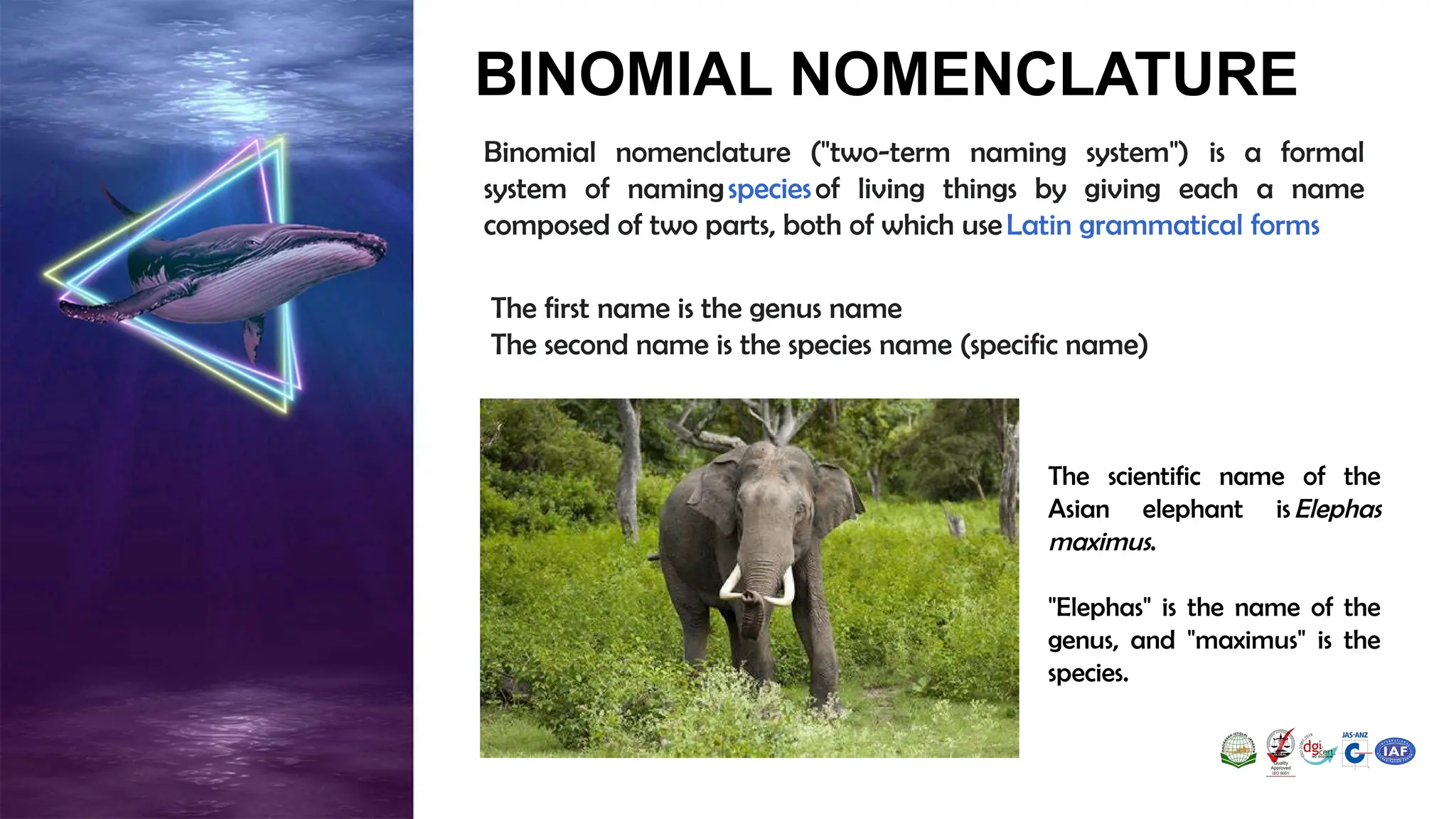 identifying species binomial nomenclature.pptx
