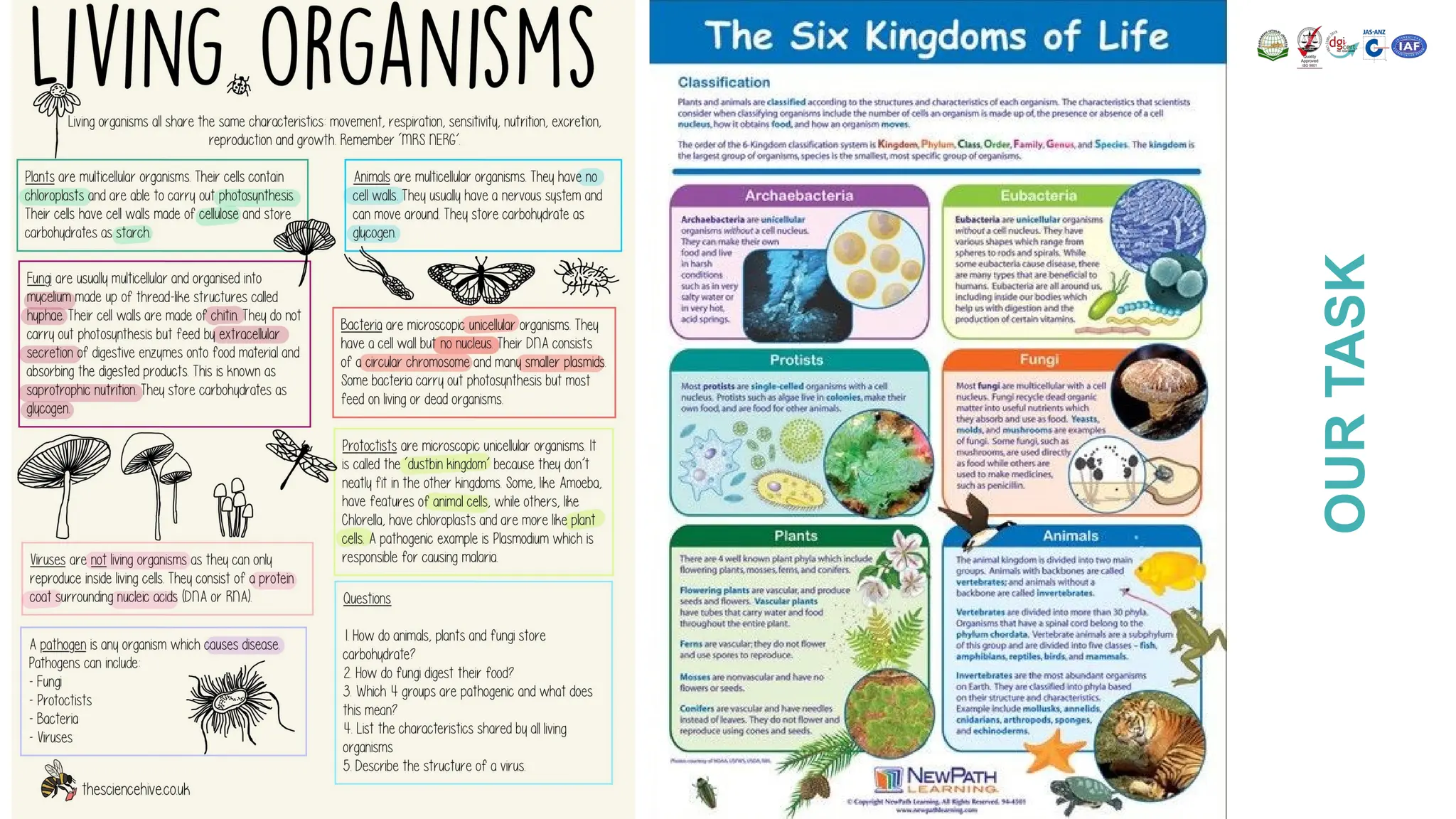 identifying species binomial nomenclature.pptx