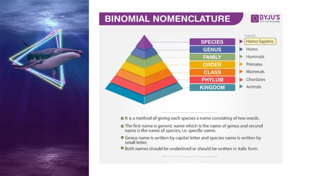 identifying species binomial nomenclature.pptx