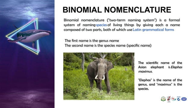 identifying species binomial nomenclature.pptx