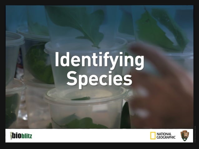 BioBlitz Educator Resource: Identifying Species | ZIP | Biological Sciences | Science
