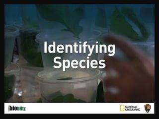 BioBlitz Educator Resource: Identifying Species | ZIP | Biological ...
