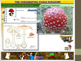 Identifying toadstools presentation | PPTX | Science