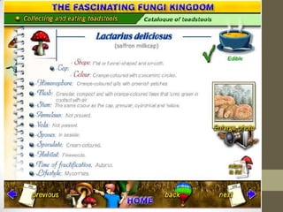 Identifying toadstools presentation | PPTX | Science