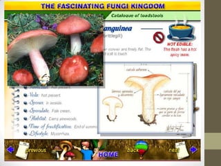 Identifying toadstools presentation | PPTX | Science