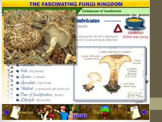 Identifying toadstools presentation | PPTX | Science