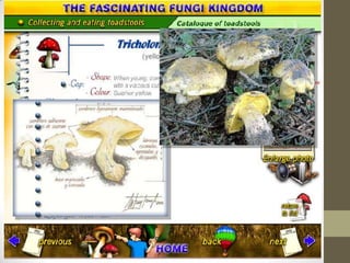 Identifying toadstools presentation | PPTX | Science