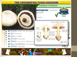Identifying toadstools presentation | PPTX | Science