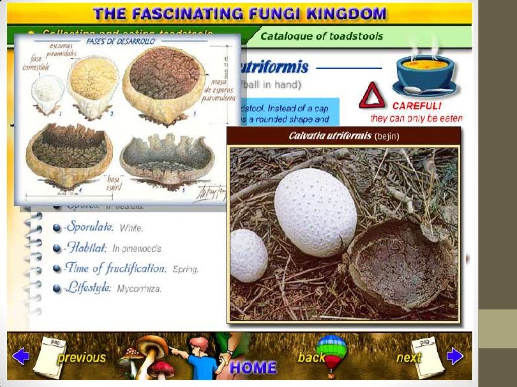 Identifying toadstools presentation