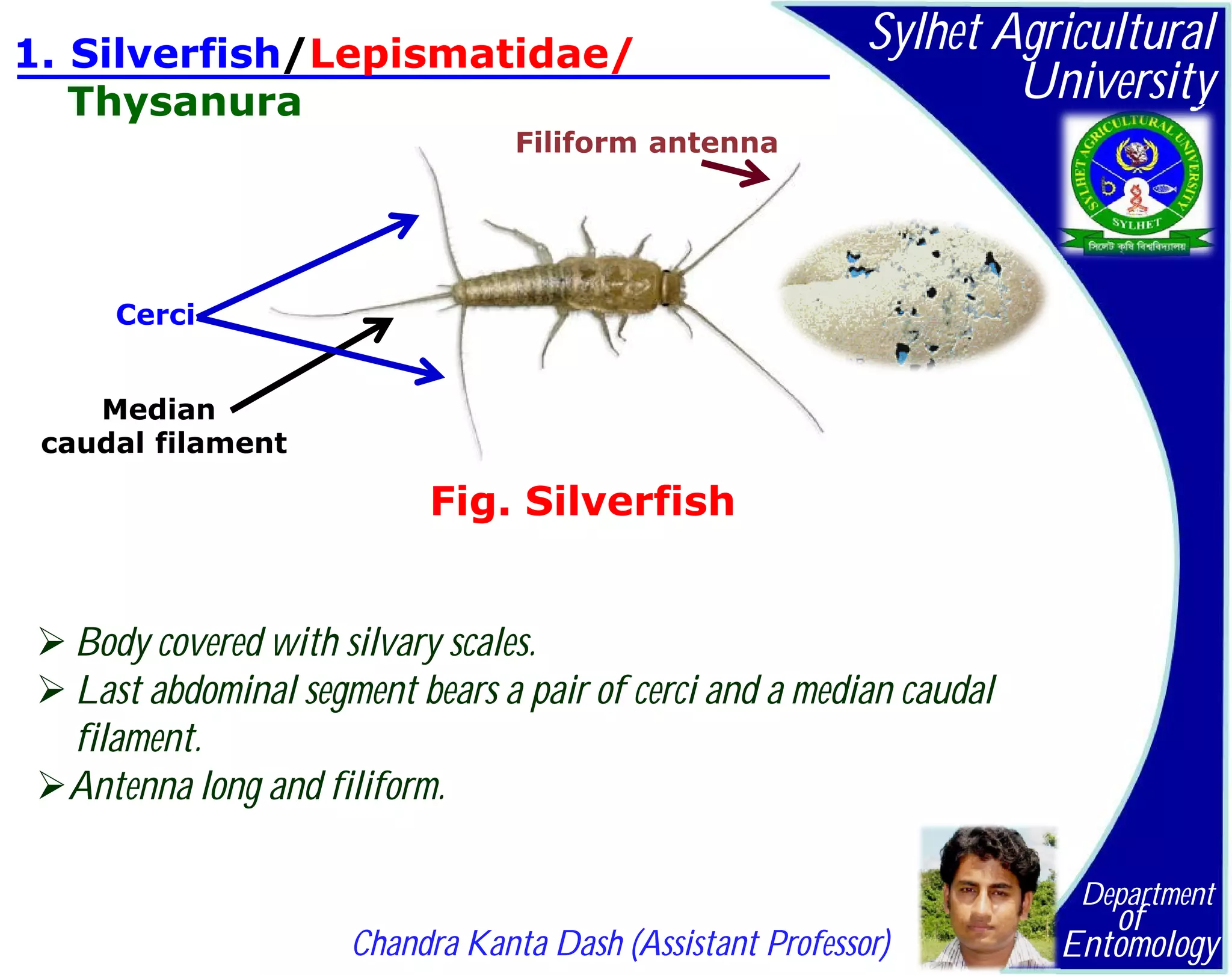 Identify insect pests part i | PDF