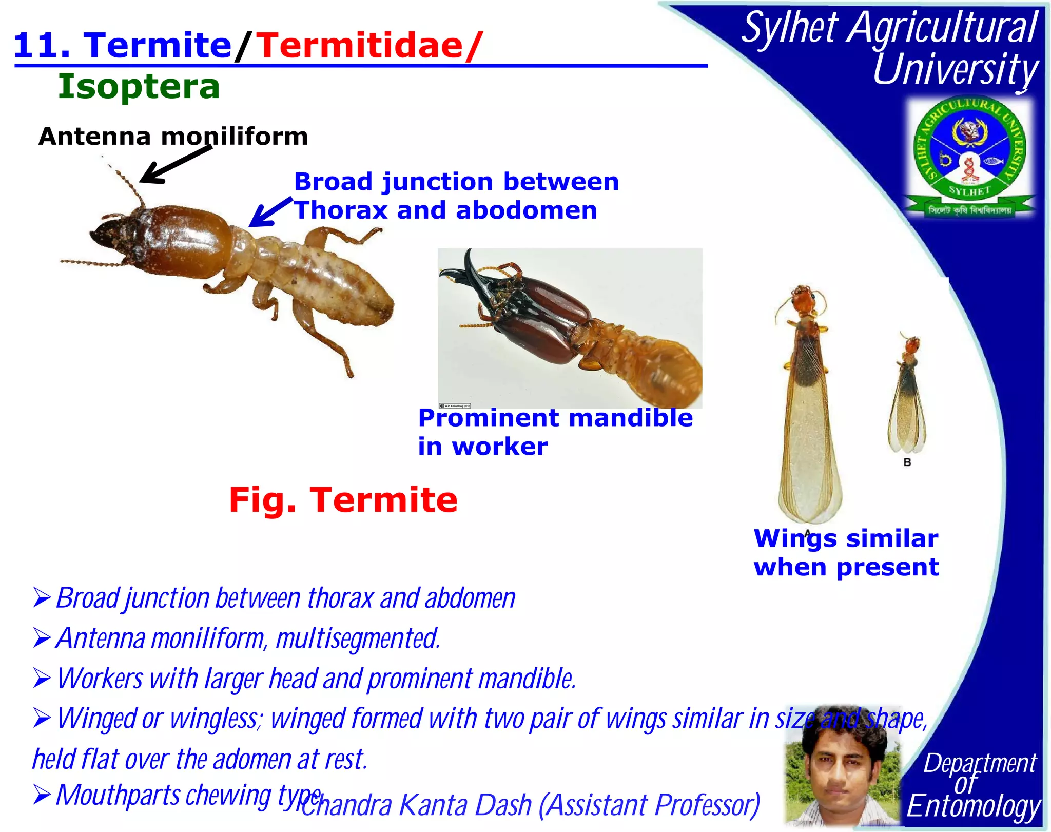 Identify insect pests part i | PDF