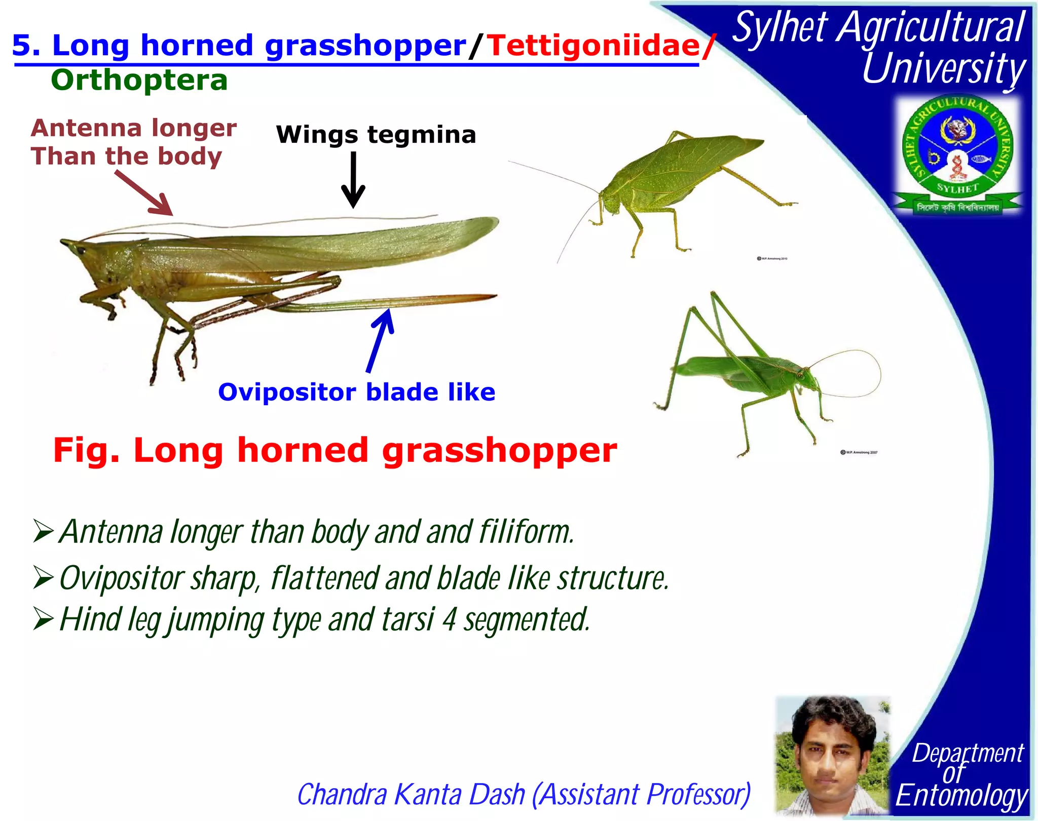 Identify insect pests part i | PDF