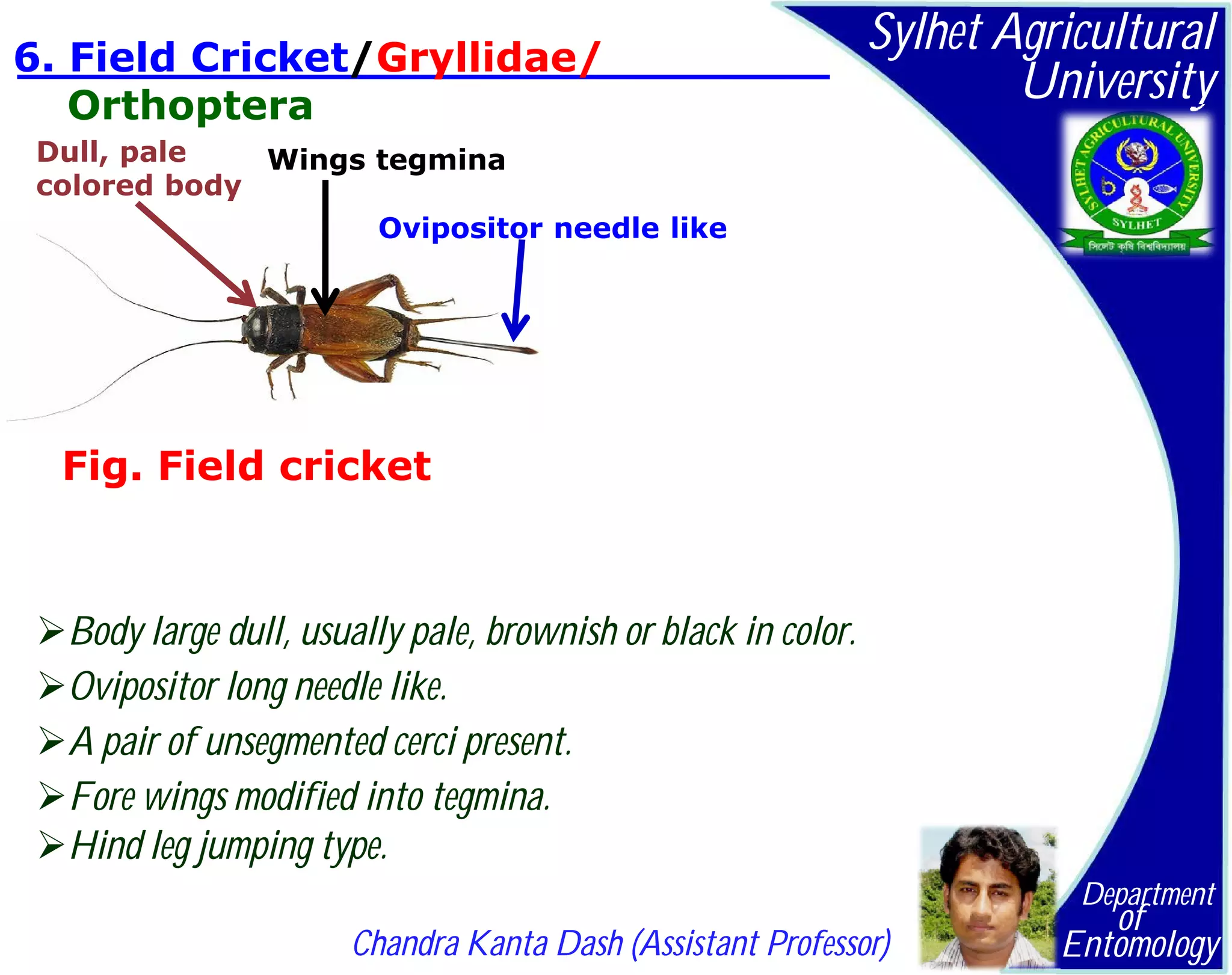Identify insect pests part i | PDF