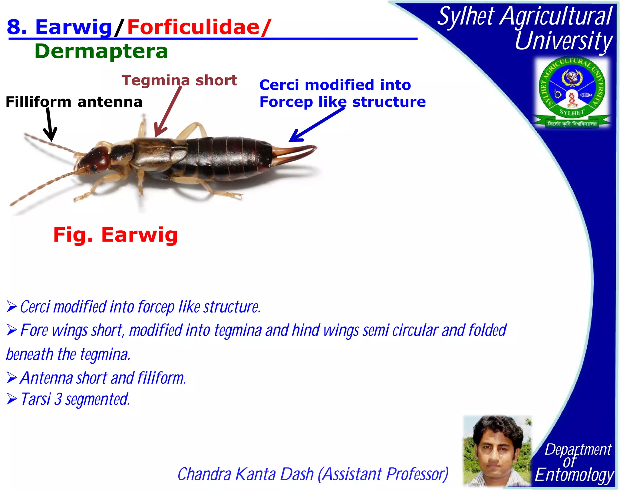 Identify insect pests part i | PDF