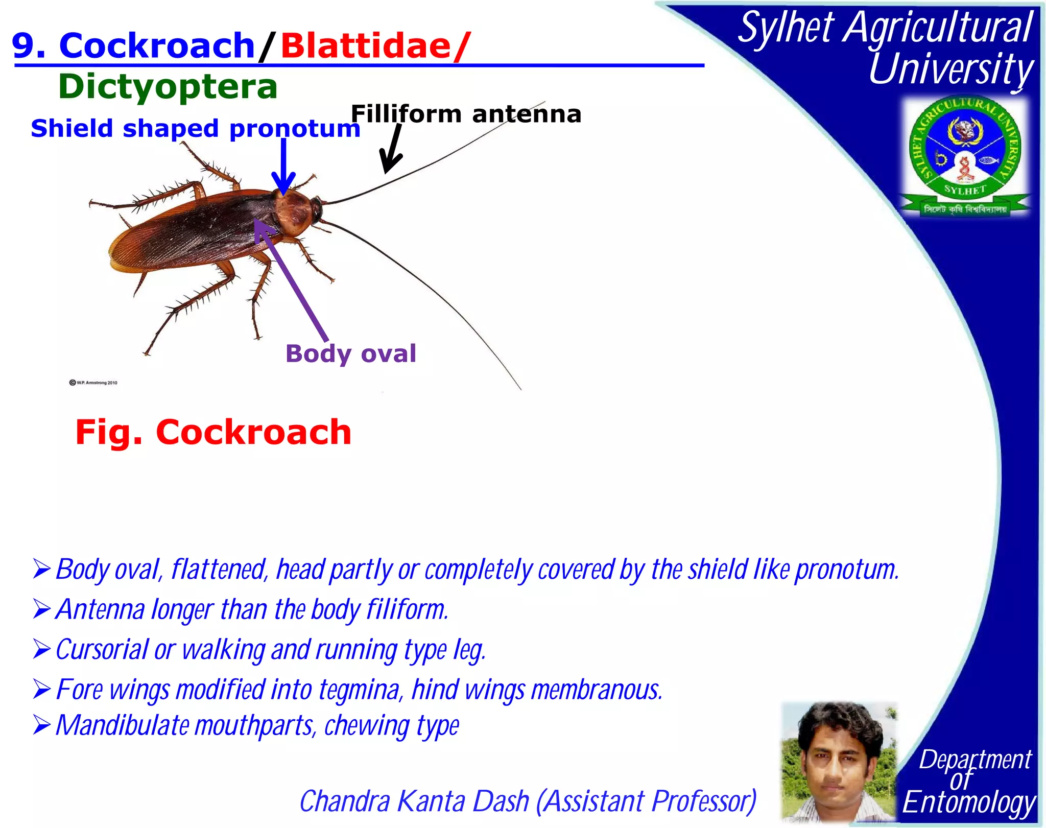 Identify insect pests part i | PDF
