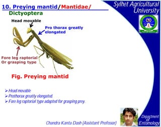 Identify insect pests part i | PDF