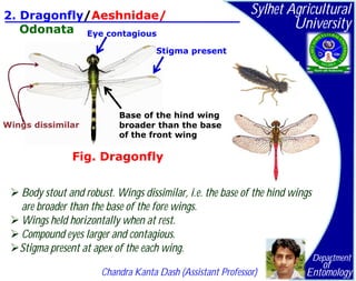 Identify insect pests part i | PDF
