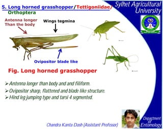 Identify insect pests part i | PDF
