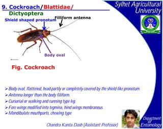 Identify insect pests part i | PDF