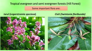 Identify the bangladeshi plants | PPTX