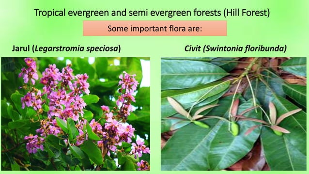 Identify the bangladeshi plants | PPT