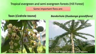 Identify the bangladeshi plants | PPTX