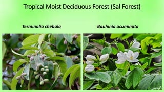Identify the bangladeshi plants | PPTX