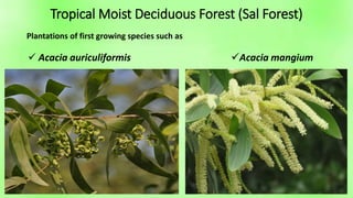 Identify the bangladeshi plants | PPTX