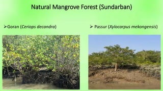 Identify the bangladeshi plants | PPTX