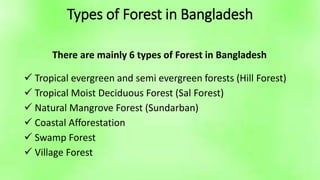 Identify the bangladeshi plants | PPTX