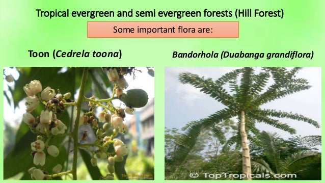 Identify the bangladeshi plants