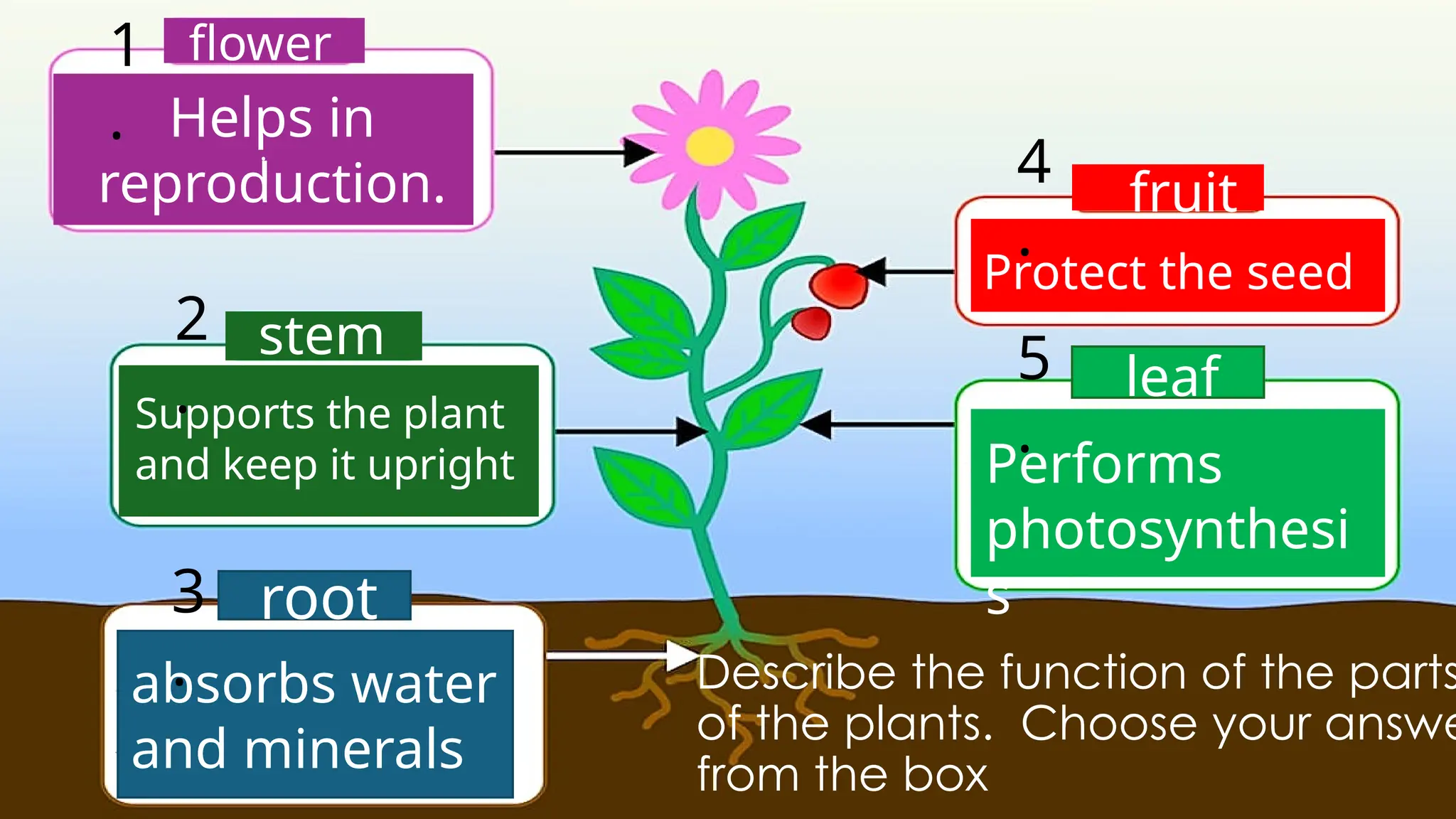 Identify the function of parts of plants.pptx