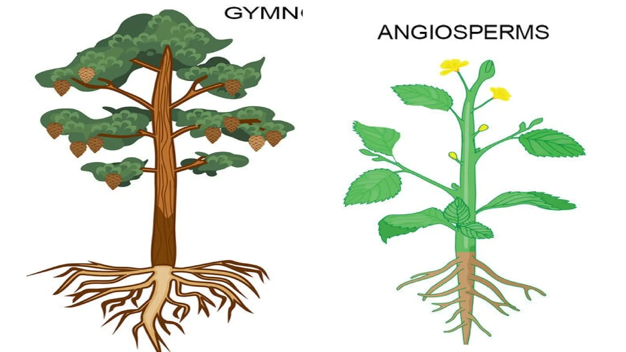 Identify the function of parts of plants.pptx