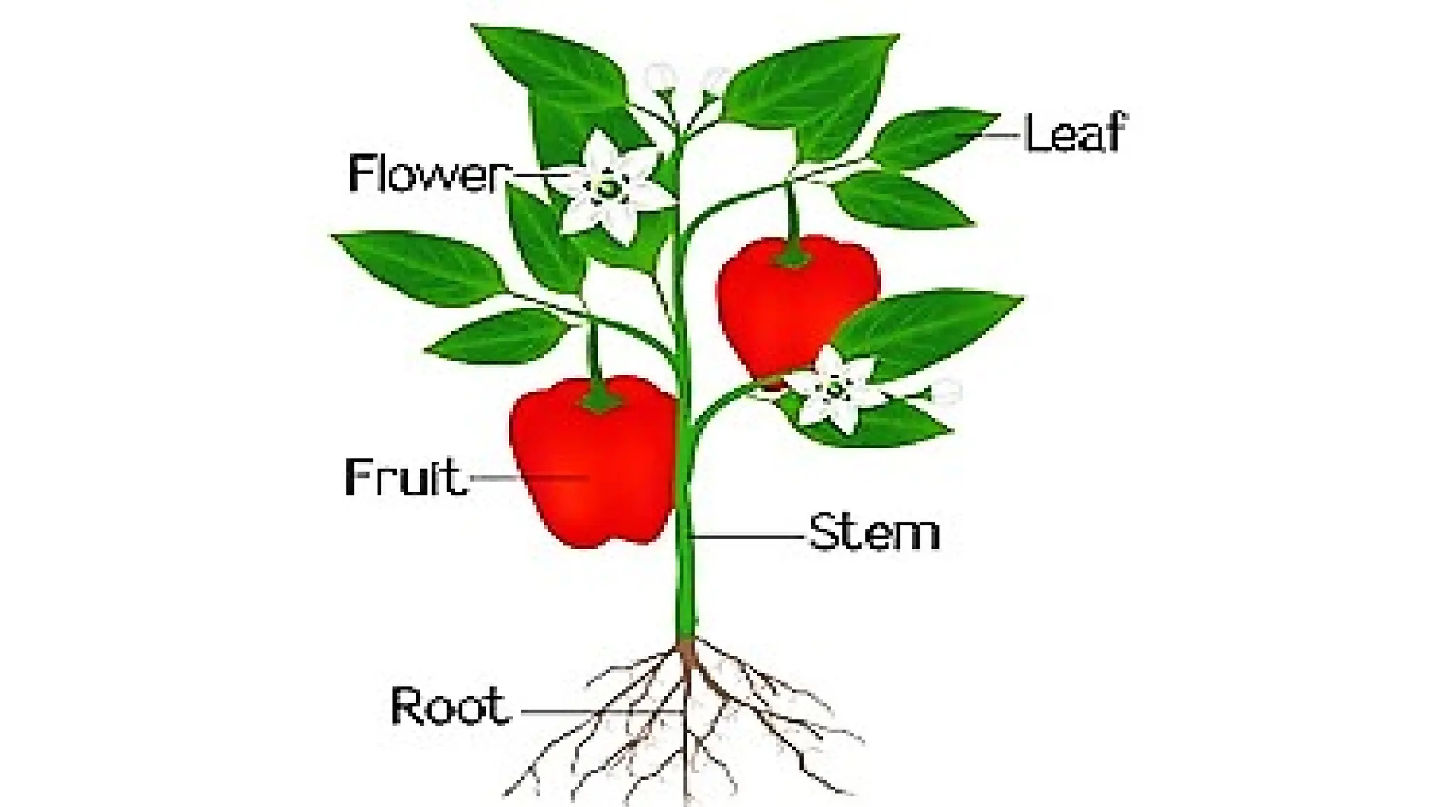 Identify the function of parts of plants.pptx