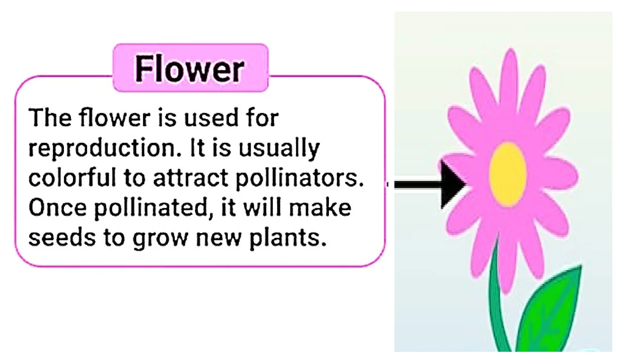 Identify the function of parts of plants.pptx