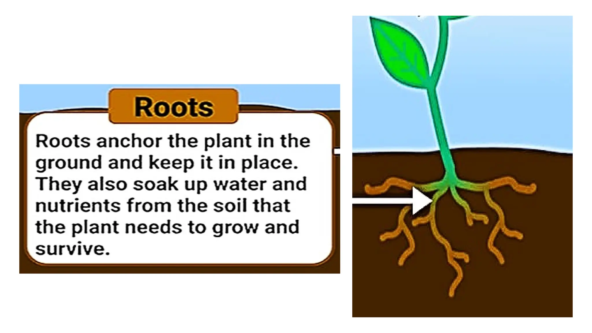 Identify the function of parts of plants.pptx