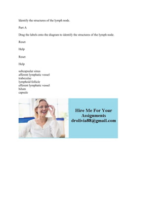 Identify the structures of the lymph node- Part A Drag the labels onto.pdf