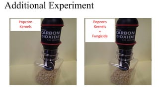 Are popcorn kernels alive? | PPTX