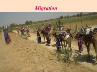 Identity & Current Status of Nomadic Sedentary Pastoral Tribes | PPT