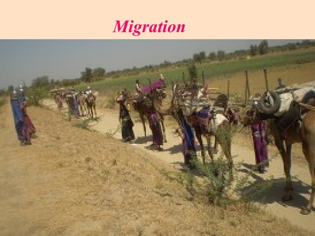 Identity & Current Status of Nomadic Sedentary Pastoral Tribes | PPT ...