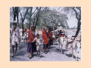 Identity & Current Status of Nomadic Sedentary Pastoral Tribes | PPT