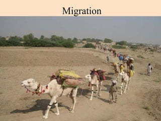 Identity & Current Status of Nomadic Sedentary Pastoral Tribes | PPT