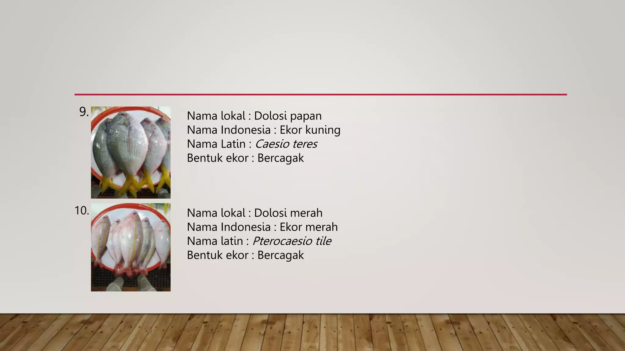 Identivikasi jenis ekor ikan.pptx