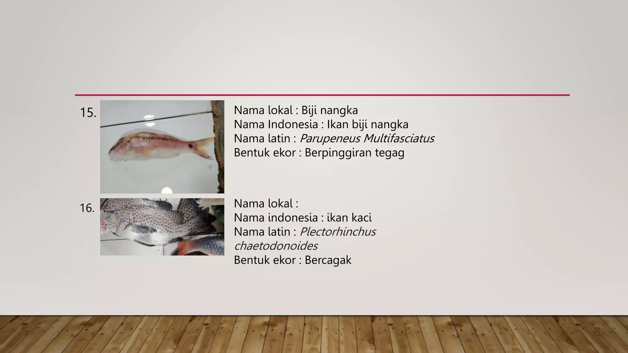 Identivikasi jenis ekor ikan.pptx