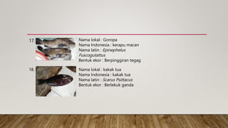 Identivikasi jenis ekor ikan.pptx